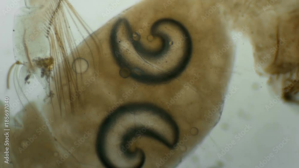 a transparent larva under the microscope,with internal organs,like an ...