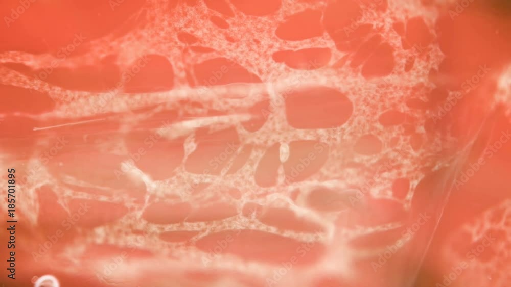 a transparent larva under the microscope,with internal organs,like an ...