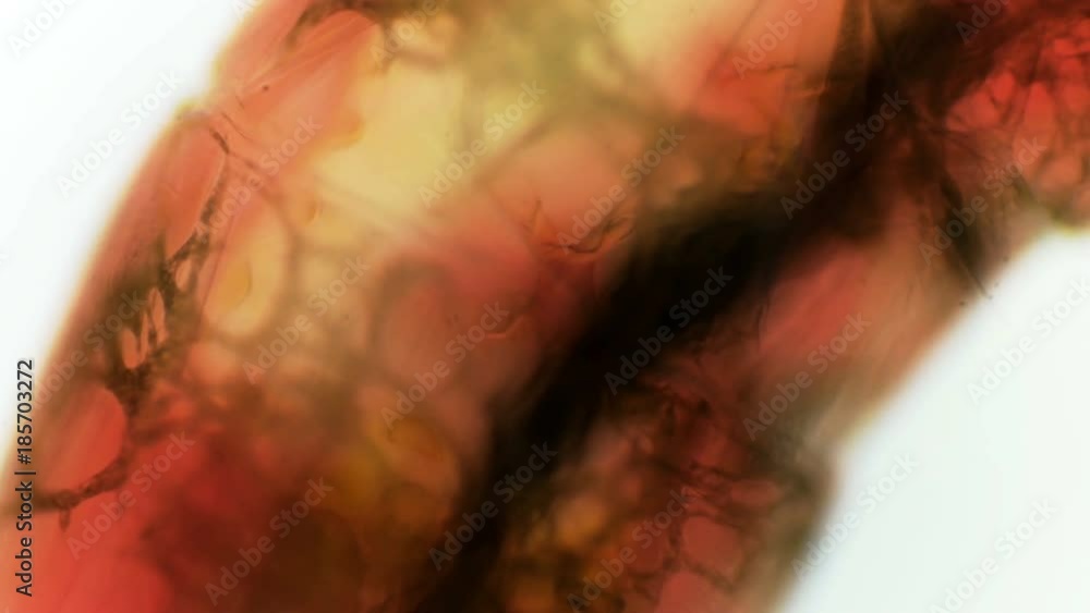 Vidéo Stock a transparent larva under the microscope,with internal ...