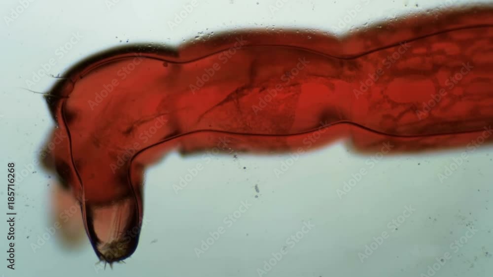 a transparent larva under the microscope,with internal organs,like an ...