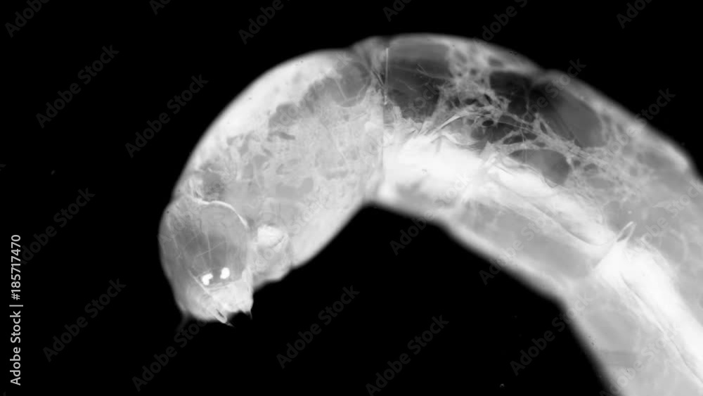 a transparent larva under the microscope,with internal organs,like an ...