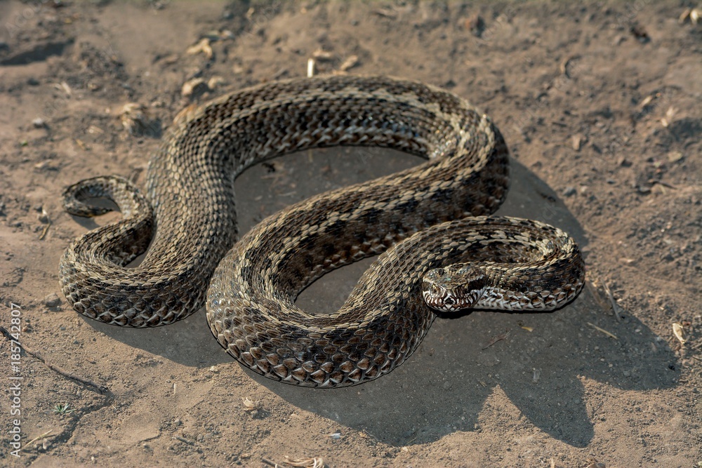 Steppe Viper basking in the sun.This snake is dangerous to humans ...
