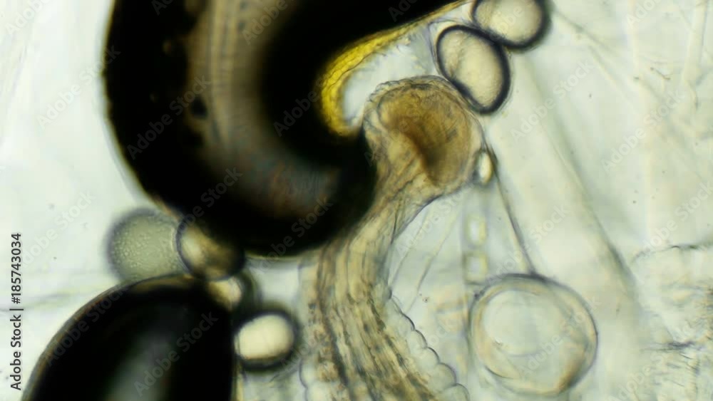 a transparent larva under the microscope,with internal organs,like an ...