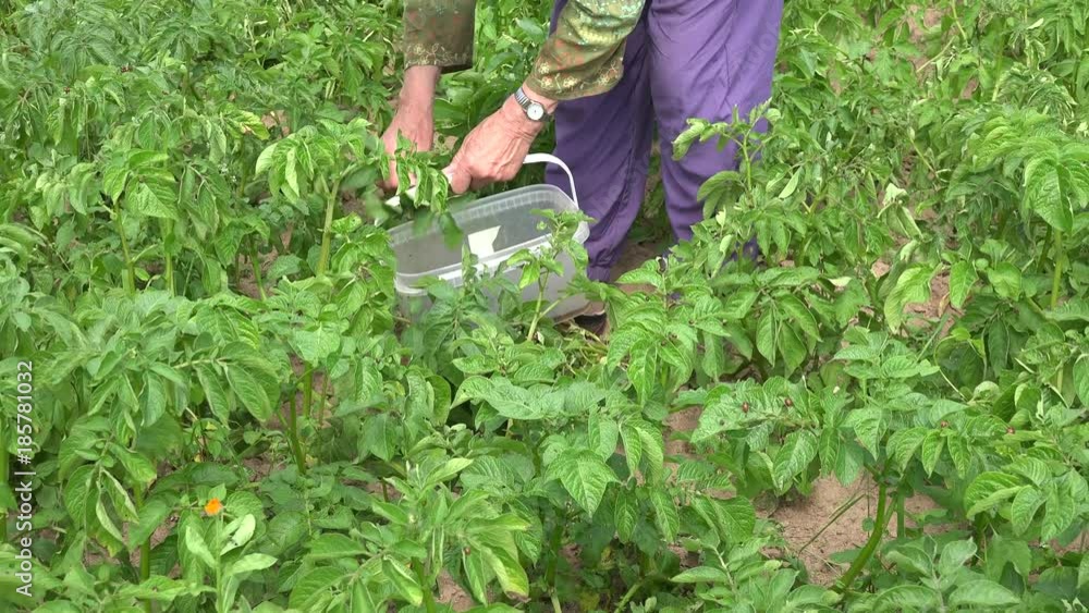 old female farmer hands pick pest larvae from potatoes plants in farm ...