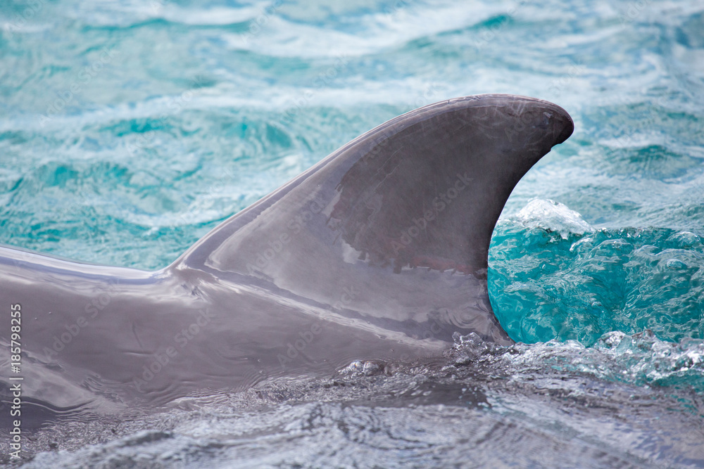 Delfinflosse Stock-Foto | Adobe Stock