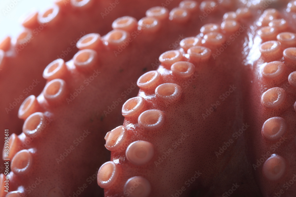 Zoom up of octopus sucker Stock Photo | Adobe Stock