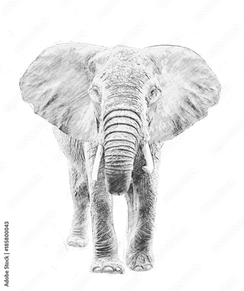 Elephant. Sketch with pencil Stock Illustration | Adobe Stock