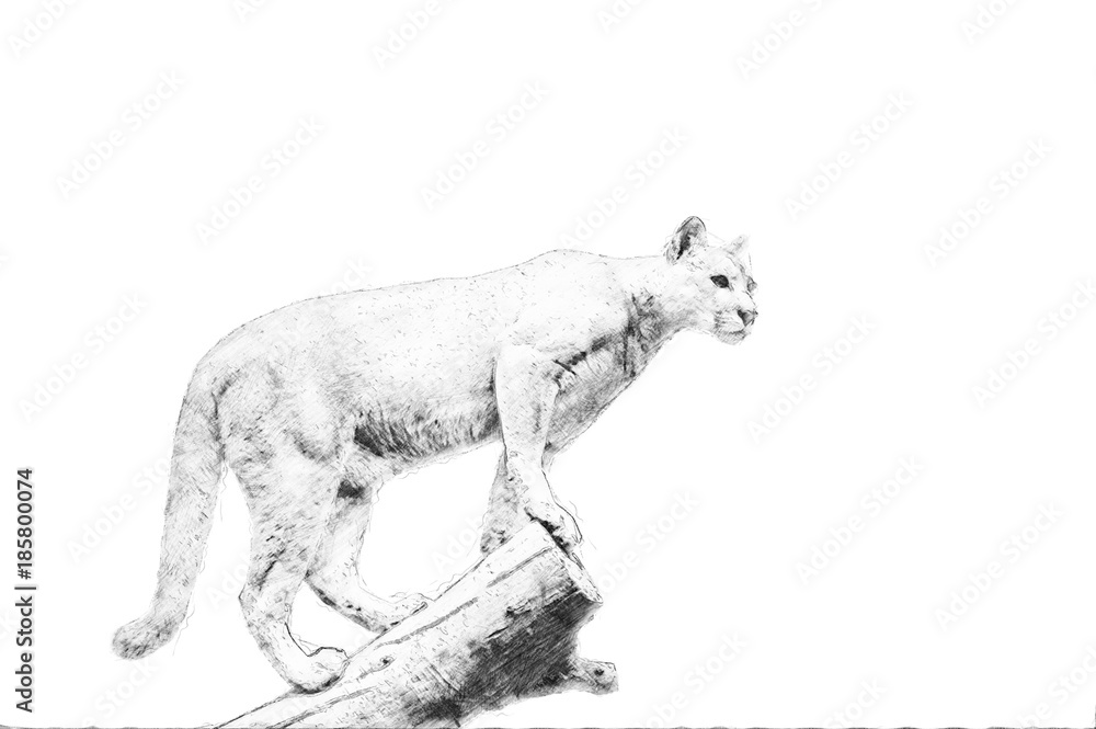 Puma. Sketch with pencil Stock Illustration | Adobe Stock