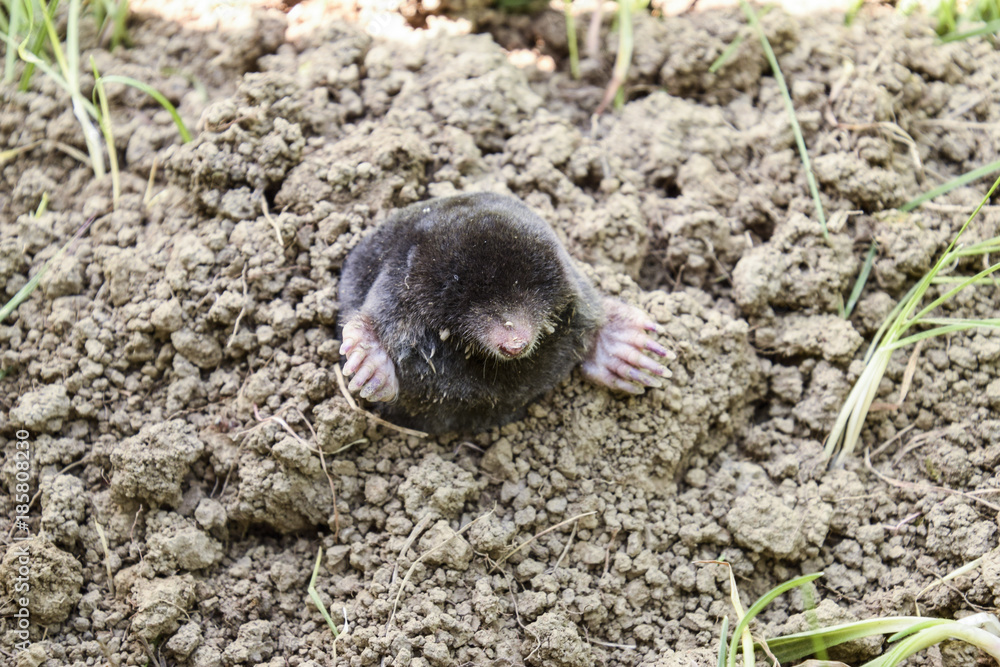 mole climbs out of the hole. Black mole. A mound of earth from a mole ...