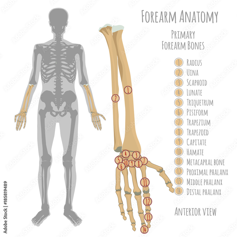 Male forearm bones anatomy Stock Vector | Adobe Stock