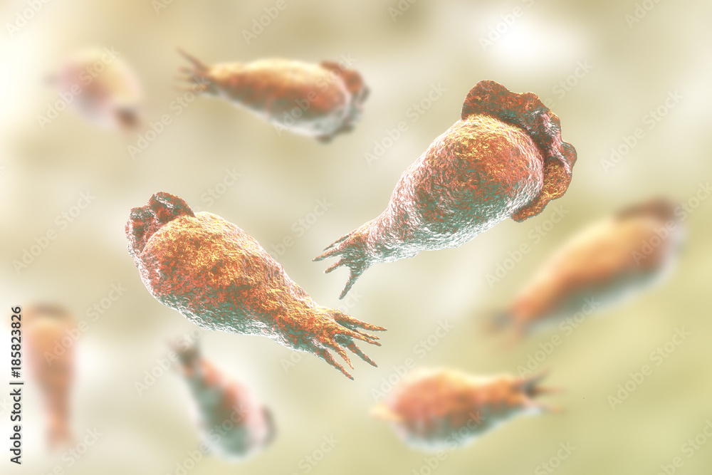 Brain-eating amoeba infection, naegleriasis. Trophozite, infectious ...