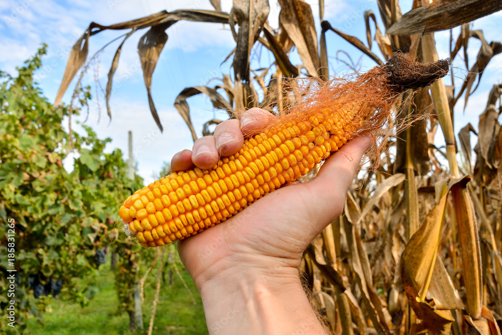 Corn Plant Background Stock Photo | Adobe Stock