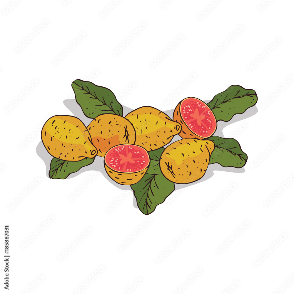 Psidium Guajava Drawing