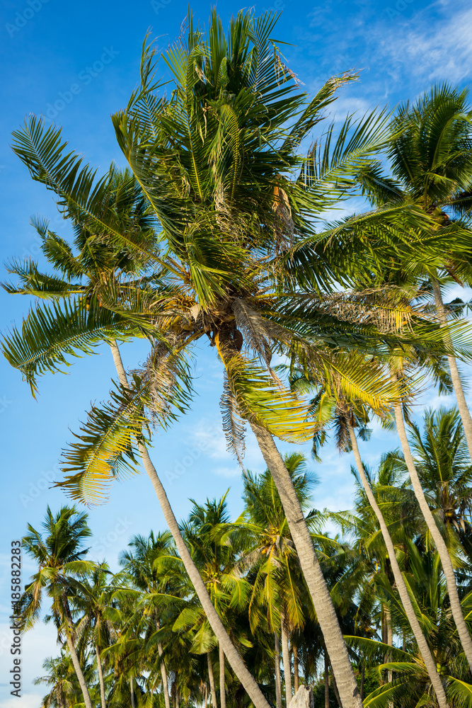 Wind Blowing Coconut Trees