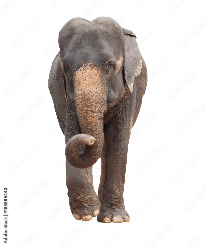 full body of asia elephant isolated white background Stock Photo ...