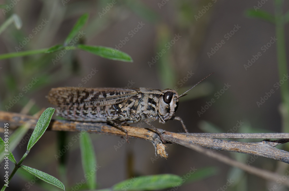 Canarian pincer grasshopper (Calliptamus plebeius). Female. Cruz de ...