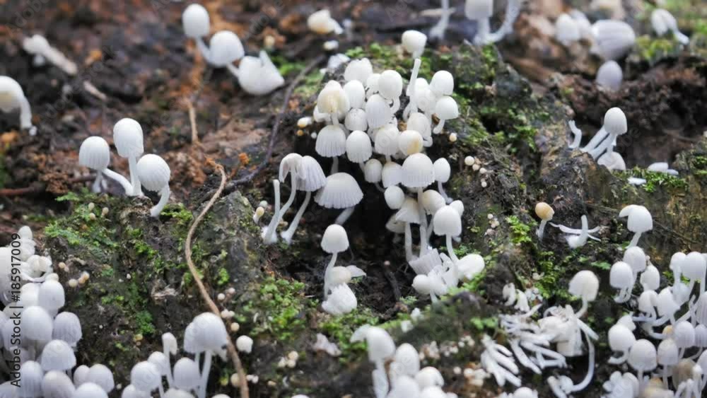 tracking close up shot of a cluster of Coprinellus disseminatus fungi ...