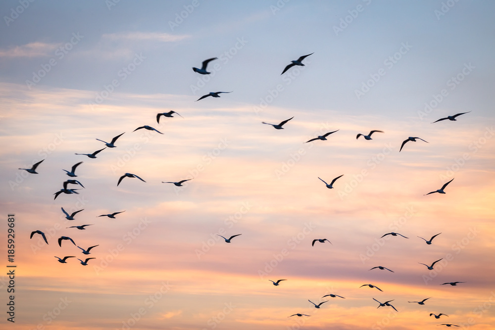 Australian Birds Flying