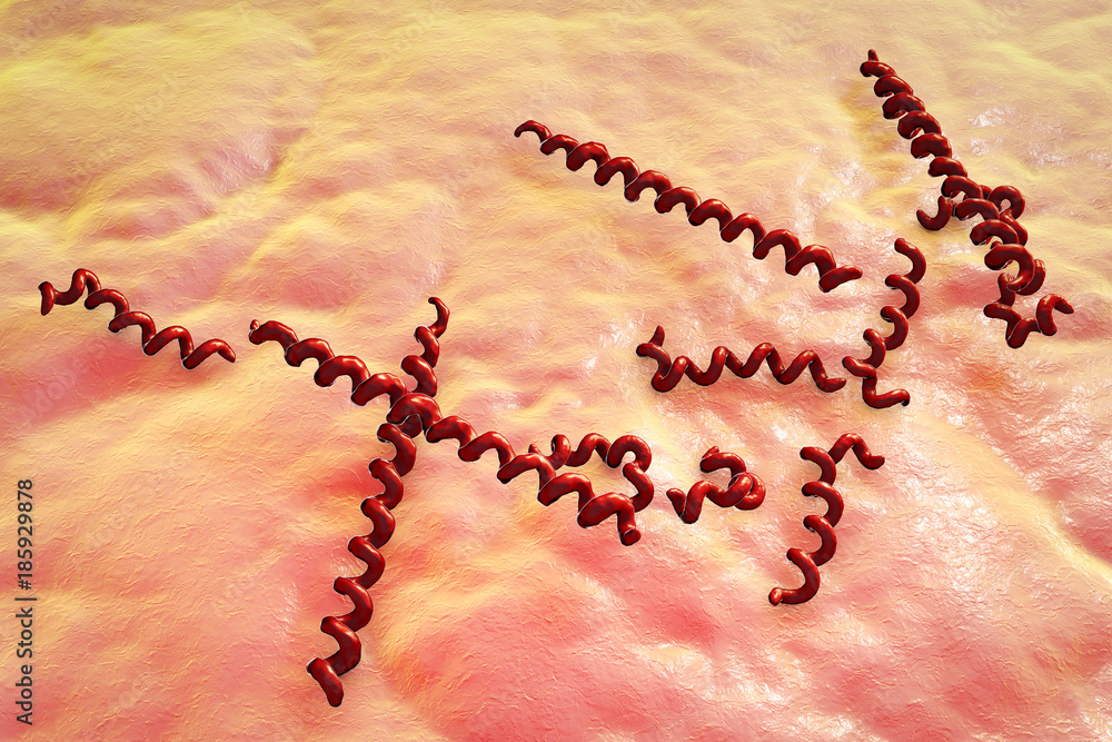 Treponema denticola bacteria, 3D illustration. Gram-negative anaerobic ...