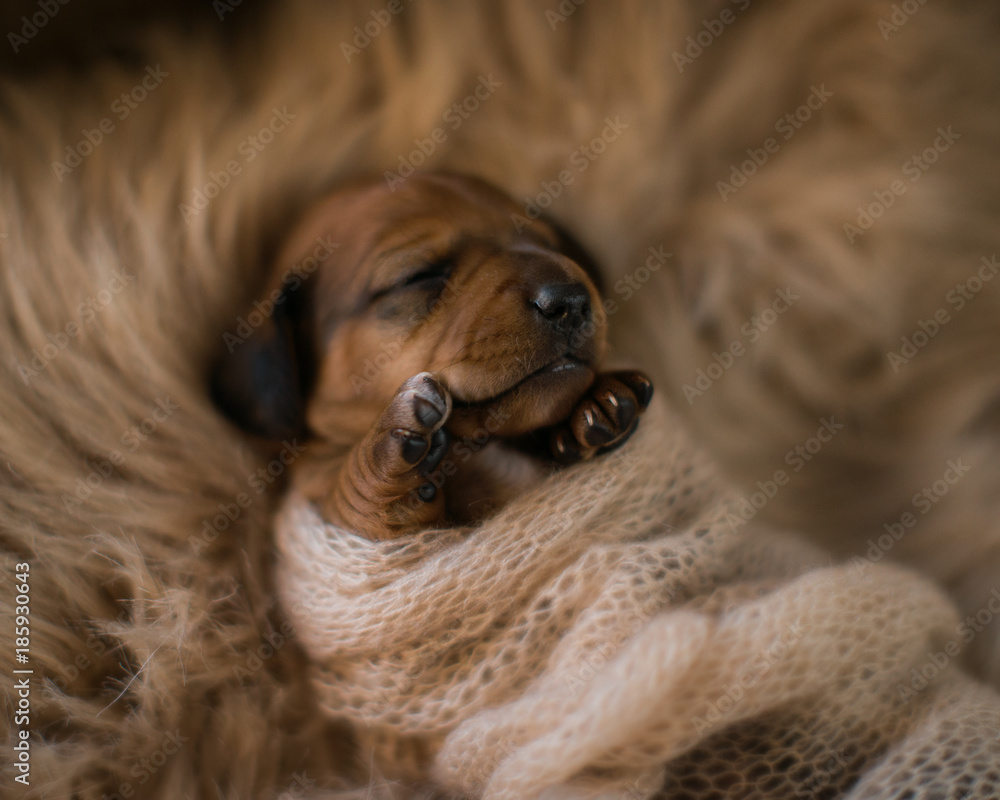 Mini Dachshund Puppies Newborn