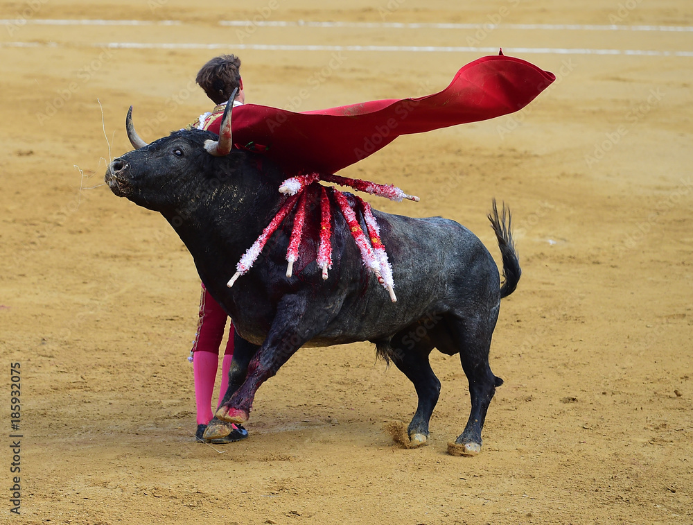 toreo en españa foto de Stock | Adobe Stock