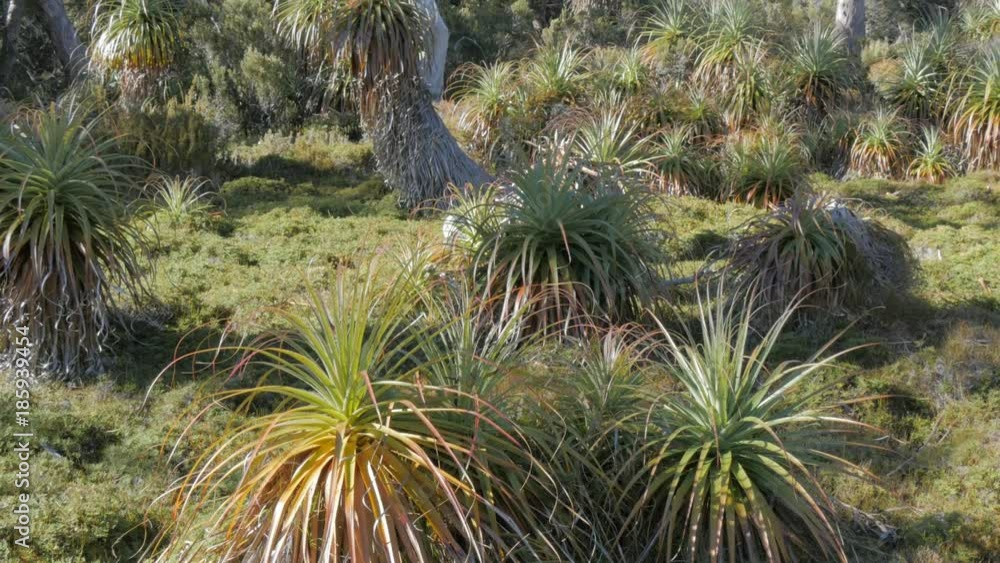 vertical pan of a grove of young pandani plants on the overland track ...