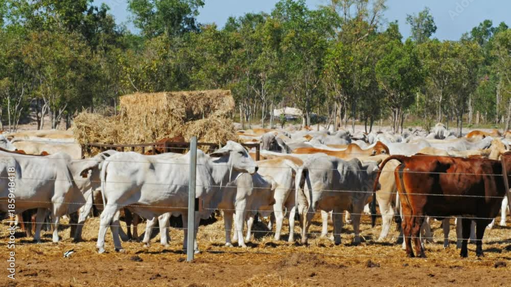 herd of australian brahman beef cattle are held at a cattle yard before ...