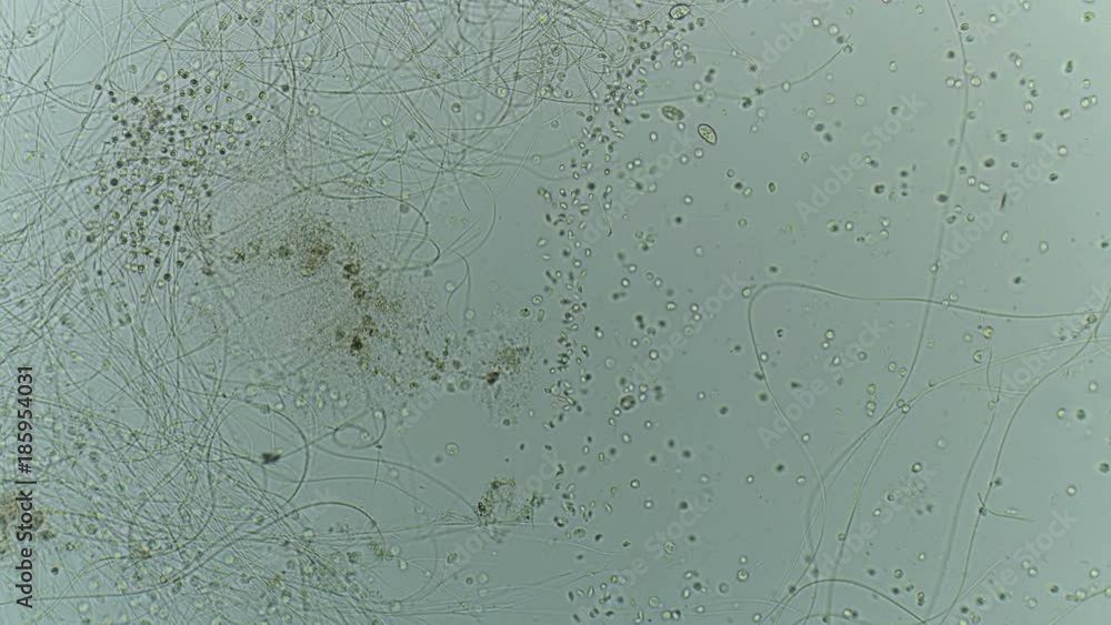 transparent microorganism under the microscope, with internal organs ...