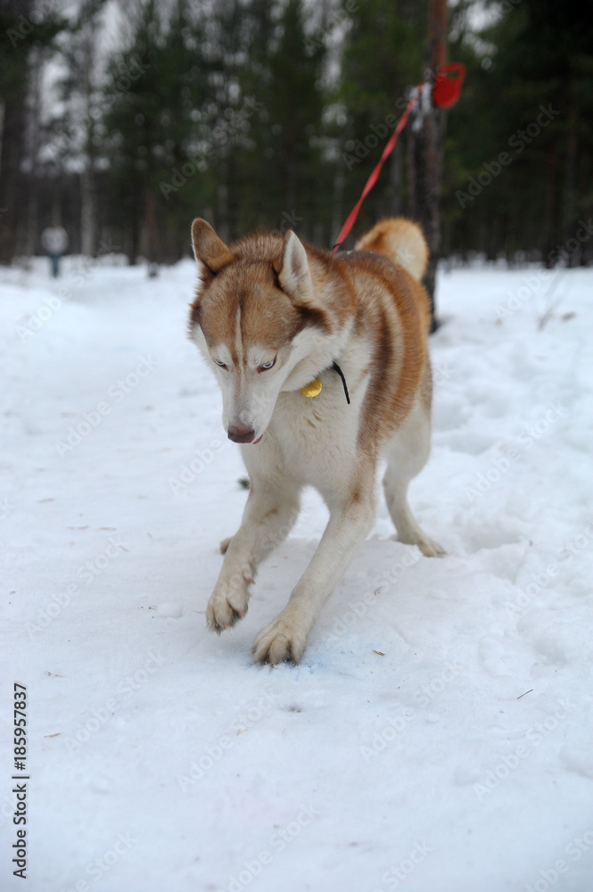 ginger husky in winter Stock Photo | Adobe Stock