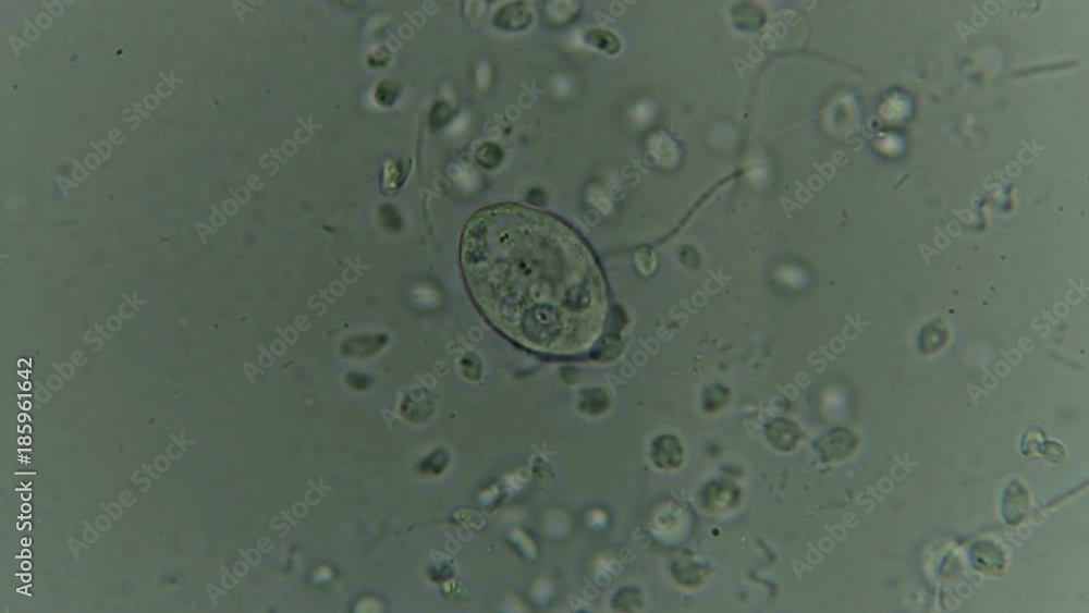 transparent microorganism under the microscope, with internal organs ...