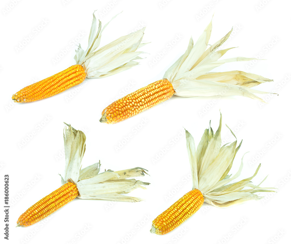 dry corn on white background, dried corn seed Stock Photo | Adobe Stock