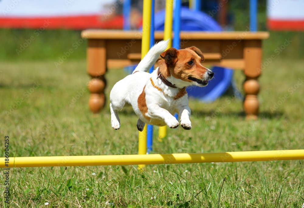 kleiner Jack russell Terrier macht Agility auf dem Platz foto de Stock ...