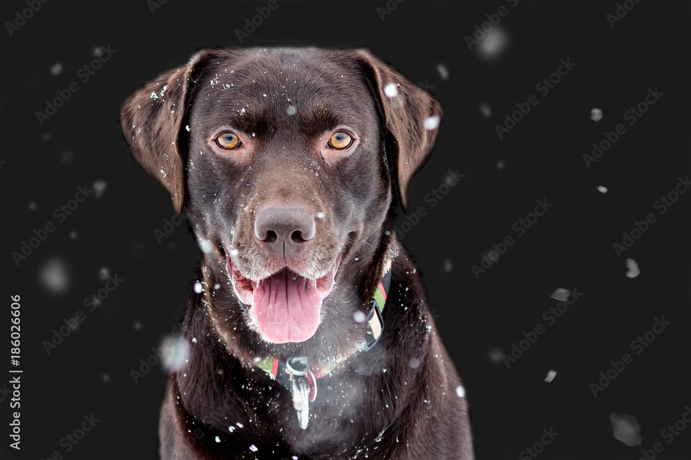 Adult Chocolate Labrador Retriever posing in falling snow with black ...