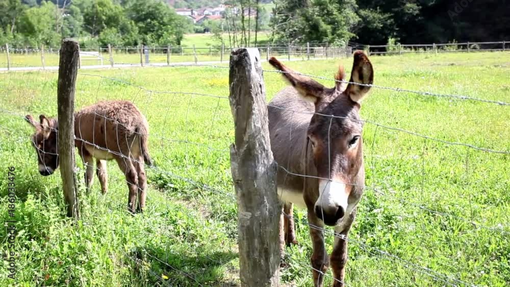 Vidéo Stock un burro o asno y su cría comiendo en un prado verde con un ...