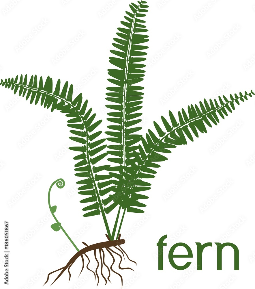 Fern Rhizomes