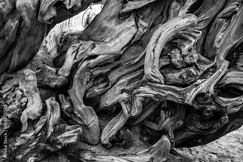 tree roots abstract black and white background Stock Photo | Adobe Stock