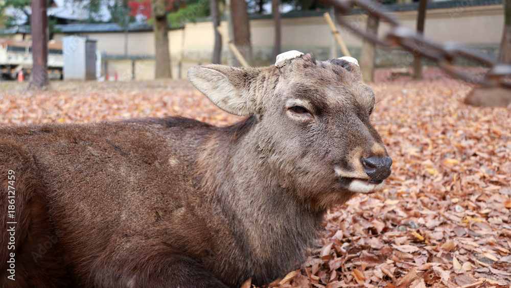 Deer with cut off antler laying down on the falling leaves floor at the ...