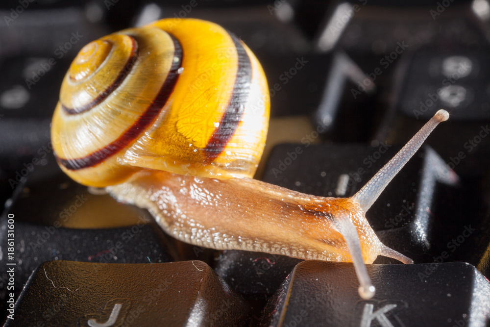 Garden snail on a the kays of a black computer keyboard, showing slow ...
