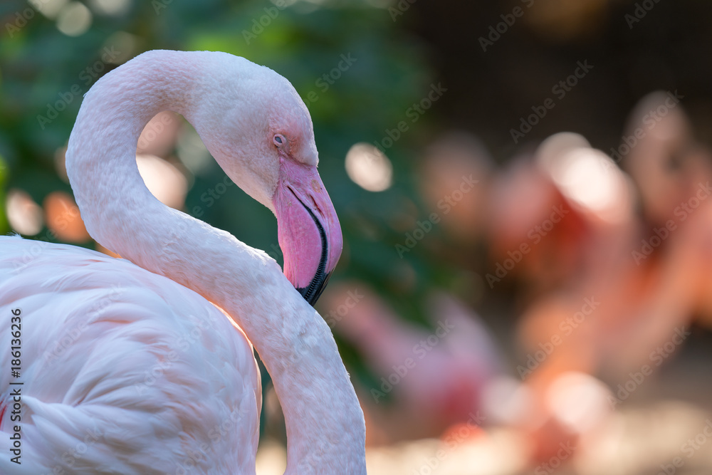 Flamingo Side Profile Stock Photo | Adobe Stock