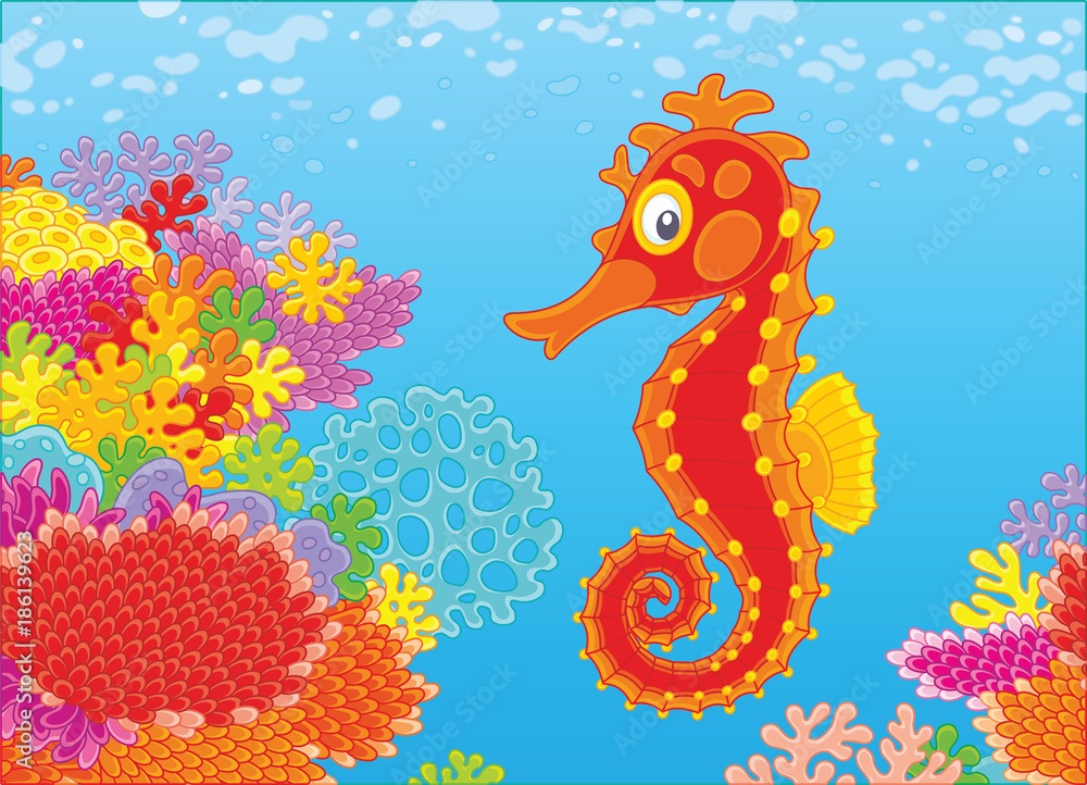 A funny red seahorse swimming over an amazing and colorful coral reef ...