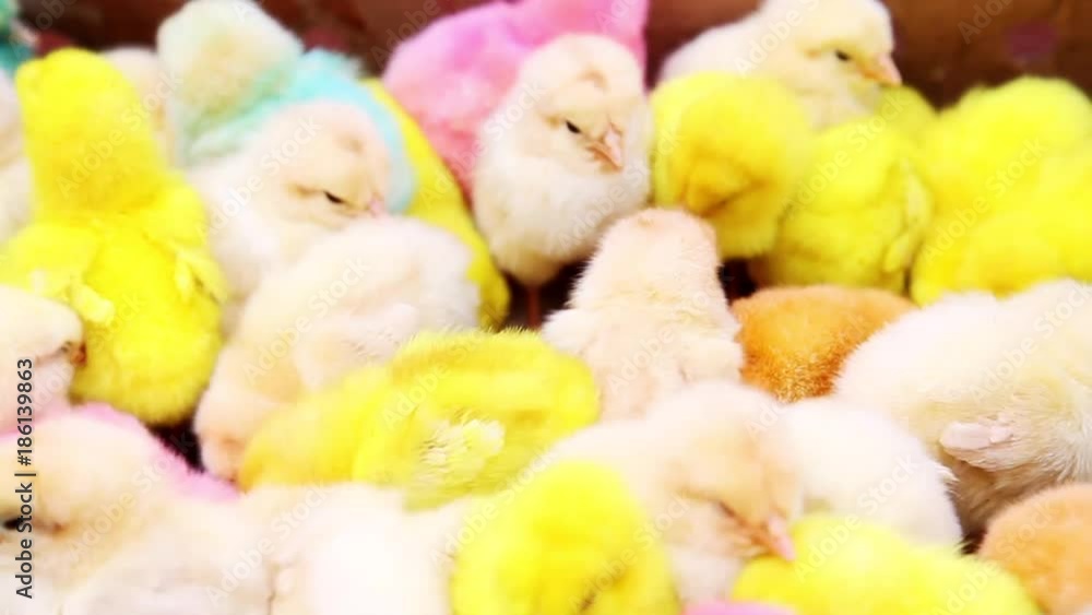 pollitos pequeños de distintos colores en rosa,amarillo y blancos para ...