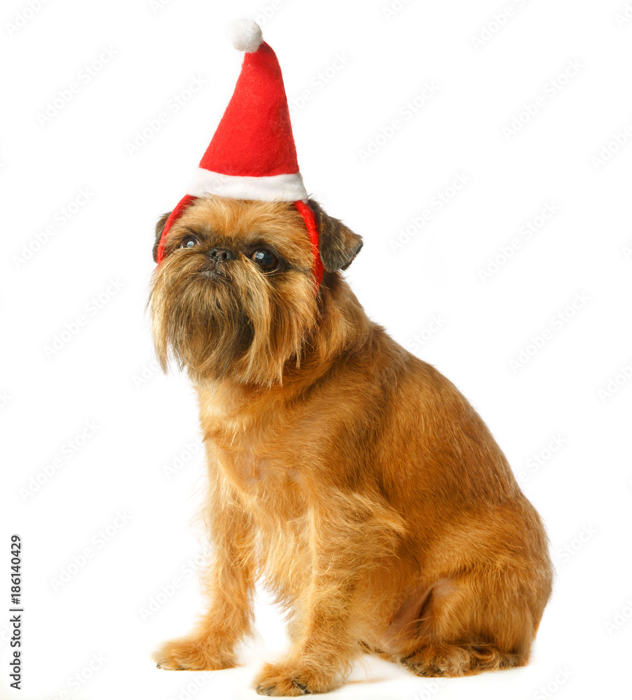 Brussels Griffon Red