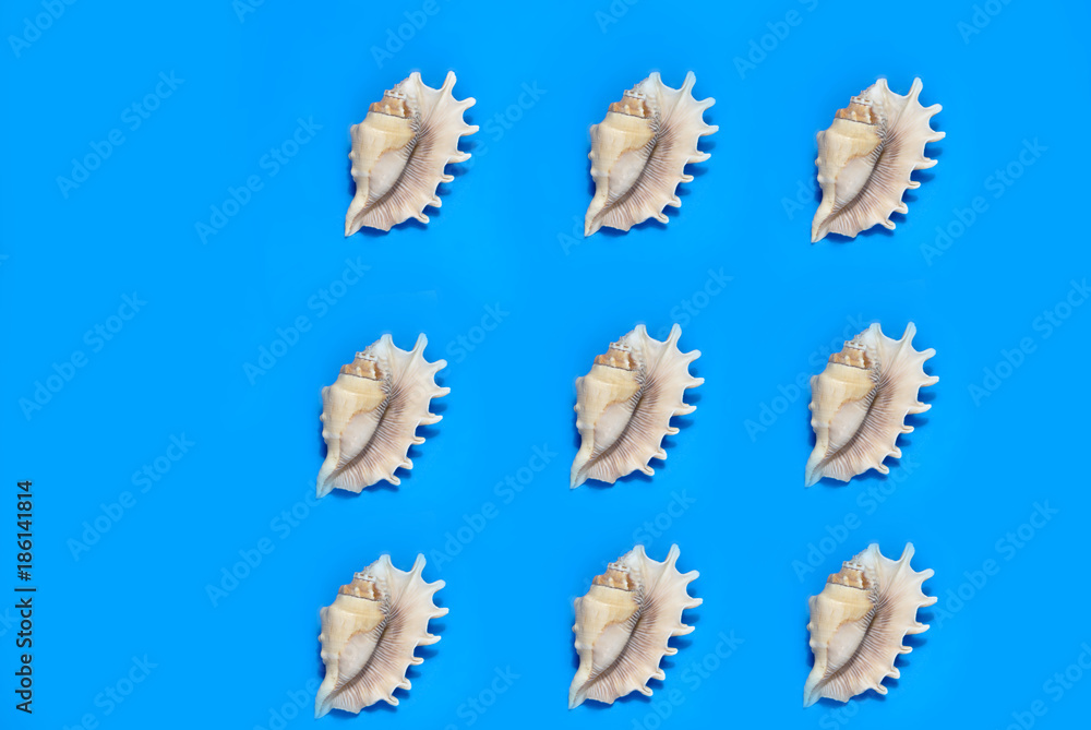 Colección de diferentes conchas de mar sobre fondo azul Stock Photo ...