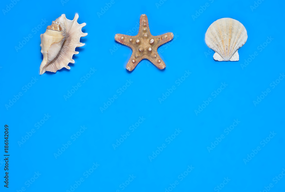 Colección de diferentes conchas de mar sobre un fondo azul Stock Photo ...