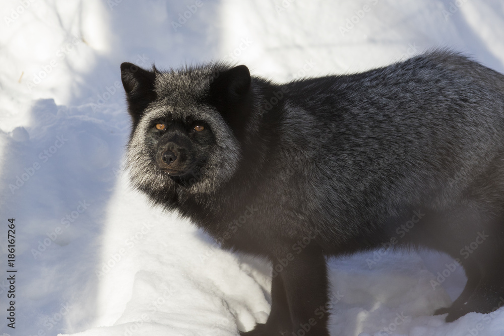 Silver fox, melanistic form of the red fox (Vulpes vulpes) in winter ...