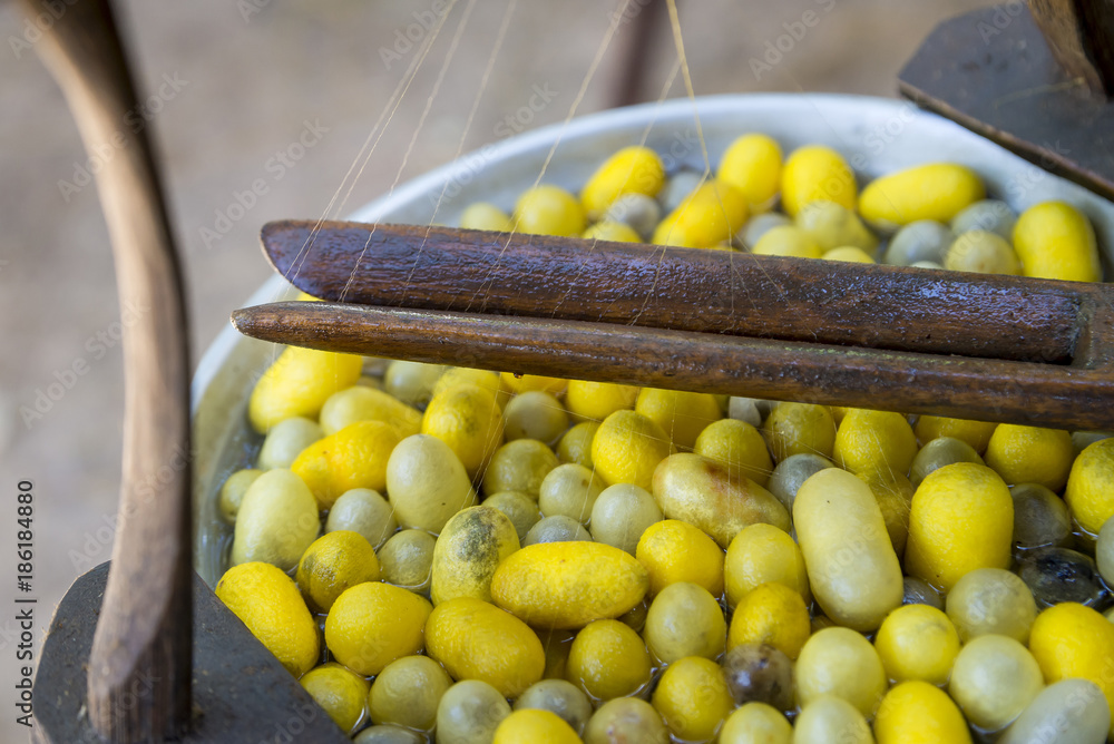 Boiling cocoon in a pot to making of silkworms cocoon thread for ...