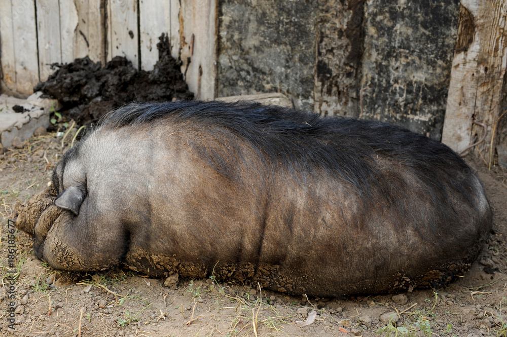 The fattened fat pig of the Vietnamese breed is visibly invisible. The ...