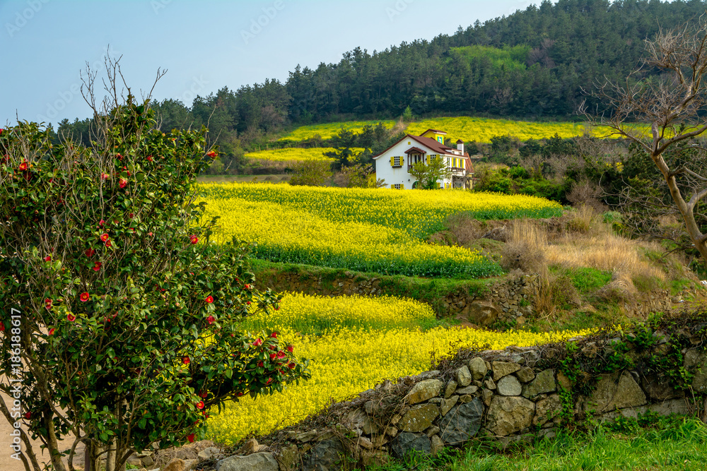 Cheongsando Island is a beautiful island where rapeseed flowers bloom ...