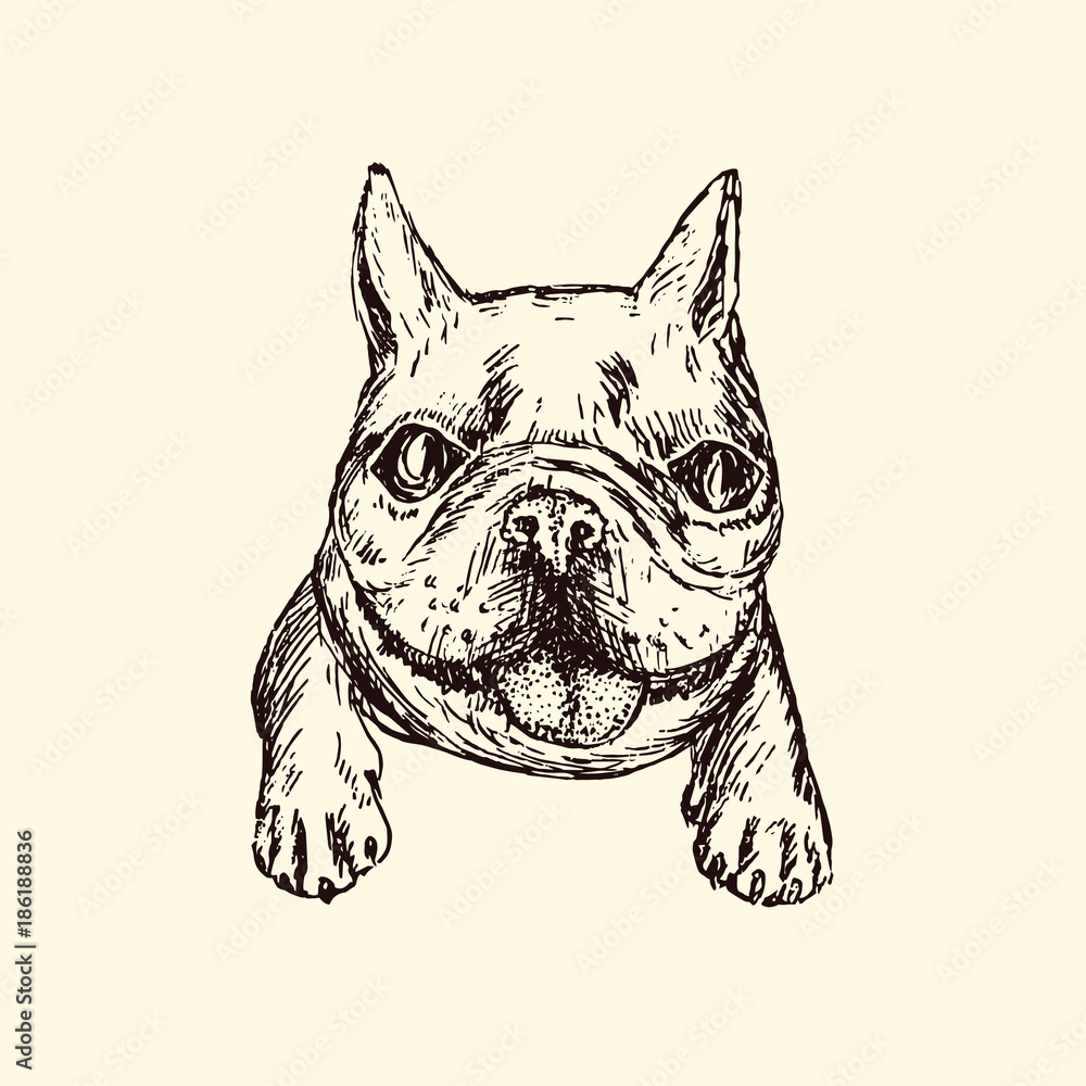 French Bulldog or Frenchie, hand drawn doodle sketch, isolated vector ...