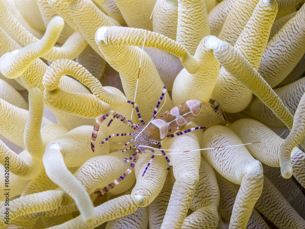 spotted cleaner shrimp Stock Photo | Adobe Stock